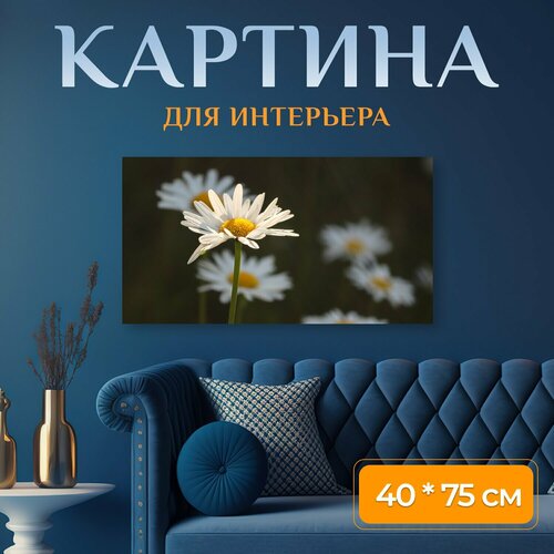 Картина на холсте "Ромашки, цветочный луг, освещенный" на подрамнике 75х40 см. для интерьера