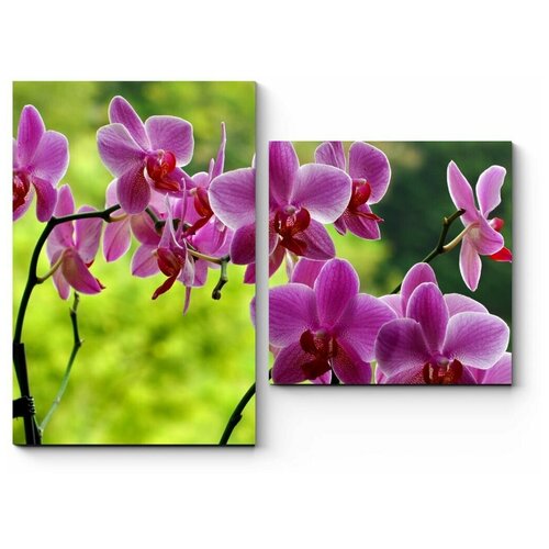 Модульная картина Неподражаемые орхидеи 140x105