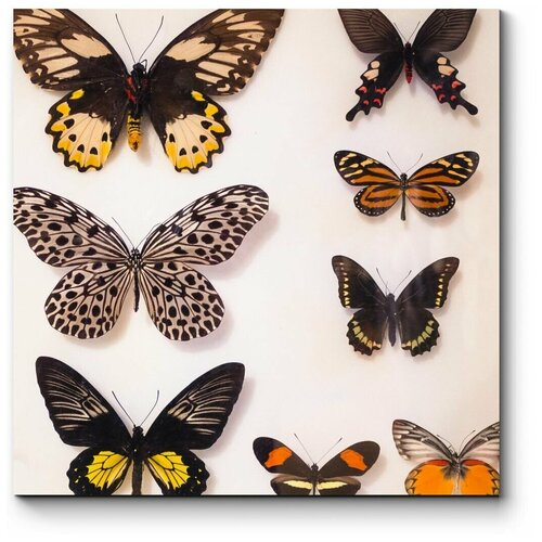 Модульная картина Разноцветные бабочки 60x60