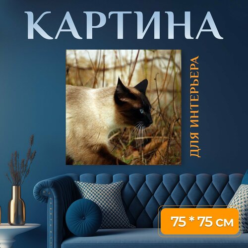 Картина на холсте "Кот, сиамский, кошка породы" на подрамнике 75х75 см. для интерьера