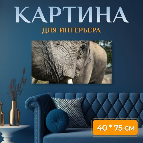 Картина на холсте "Животное, крупный план, слон" на подрамнике 75х40 см. для интерьера
