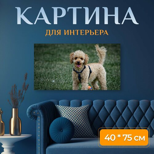 Картина на холсте "Пудель, собака, домашнее животное" на подрамнике 75х40 см. для интерьера