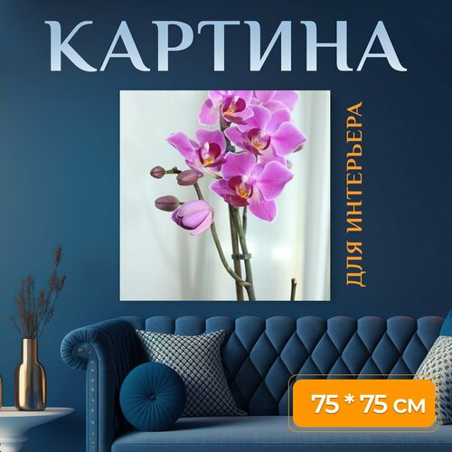 Картина на холсте "Орхидея, фаленопсис, красивый цветок" на подрамнике 75х75 см. для интерьера