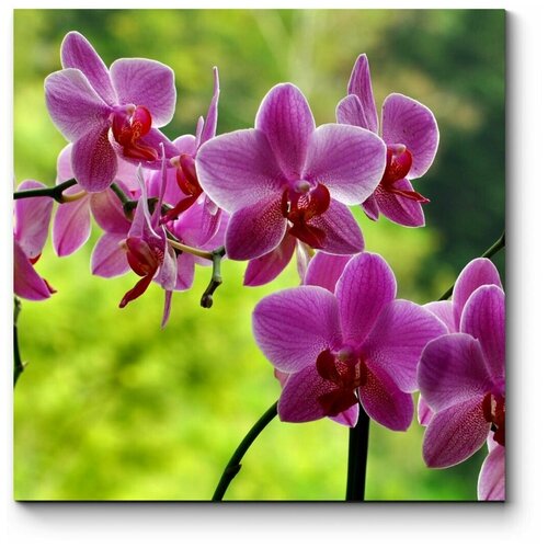 Модульная картина Неподражаемые орхидеи 60x60