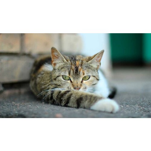 Картина на холсте 110x60 LinxOne "Кошка лап коты Взгляд Кошки" интерьерная для дома / на стену / на кухню / с подрамником