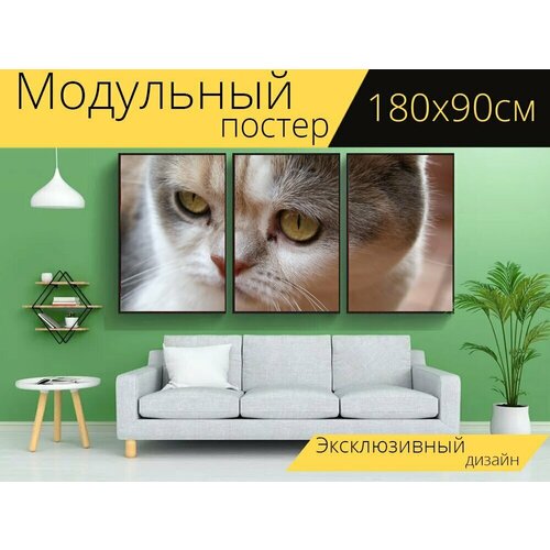 Модульный постер "Кот, британский, британская короткошерстная кошка" 180 x 90 см. для интерьера