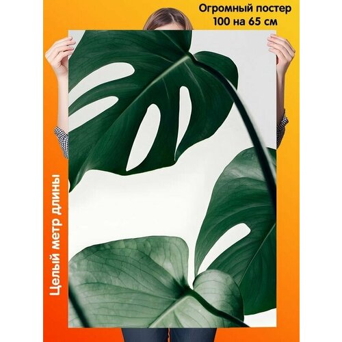 Постер 100 на 65 см плакат Зеленые листья Монстеры
