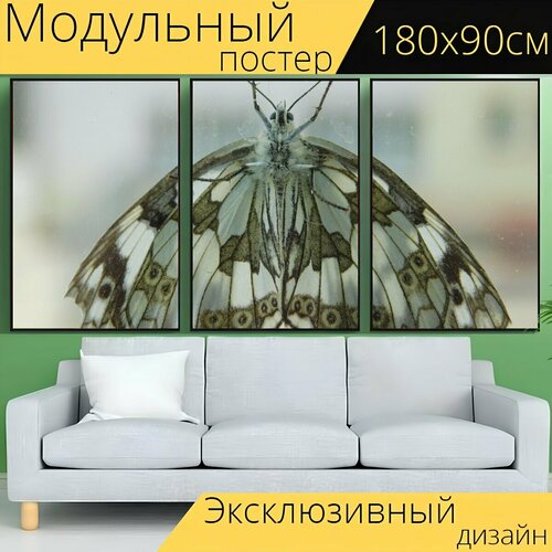 Модульный постер "Бабочка, моль, насекомое" 180 x 90 см. для интерьера