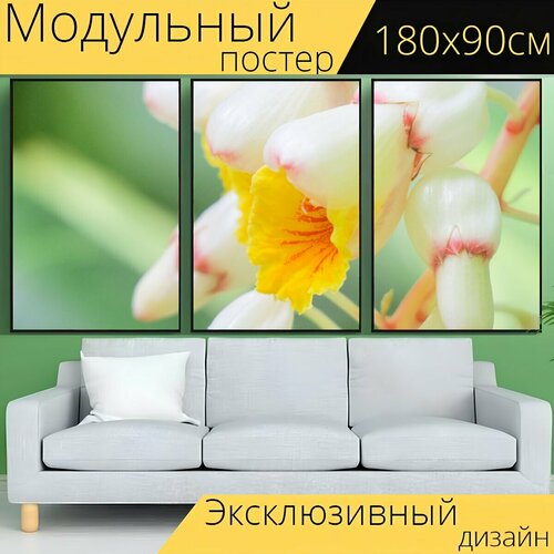 Модульный постер "Великолепный горный имбирь, завод, цветок" 180 x 90 см. для интерьера