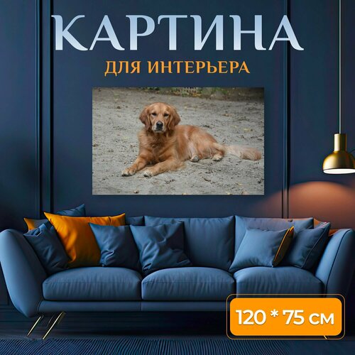 Картина на холсте "Собака, золотой, летом" на подрамнике 120х75 см. для интерьера