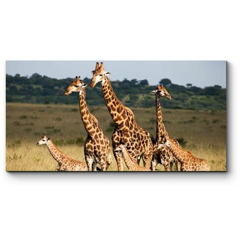 Модульная картина Большая семья жирафов 140x70