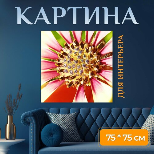 Картина на холсте "Цветок, маргаритка, тычинки" на подрамнике 75х75 см. для интерьера