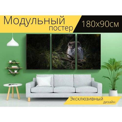Модульный постер "Евразийская карликовая сова, воробьиного passerinum, птица" 180 x 90 см. для интерьера