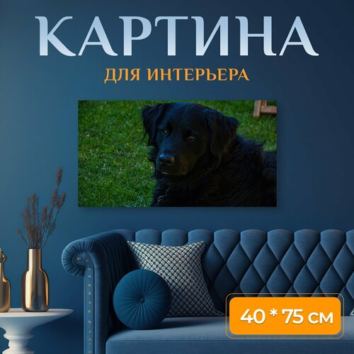 Картина на холсте "Собака, лабрадор, чернить" на подрамнике 75х40 см. для интерьера