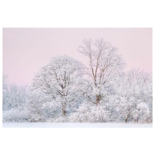 Постер на холсте Заснеженные деревья (Snow-covered trees) №2 75см. x 50см.