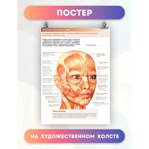 Постер на холсте анатомия мышцы головы и шеи биология больница 30х40 см