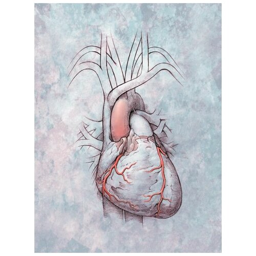 Постер на холсте Сердце (Heart) №4 40см. x 53см.