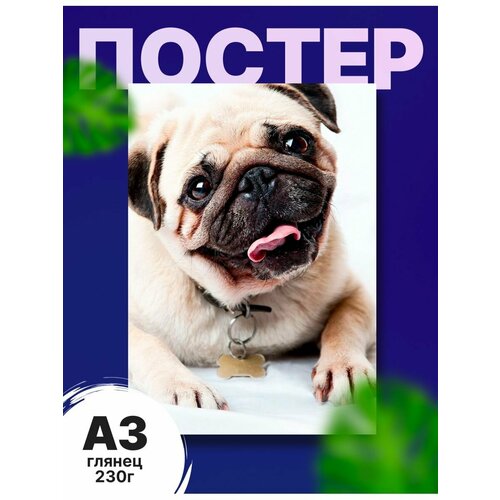 Постер плакат порода собак "Мопс", А3,42х30 см