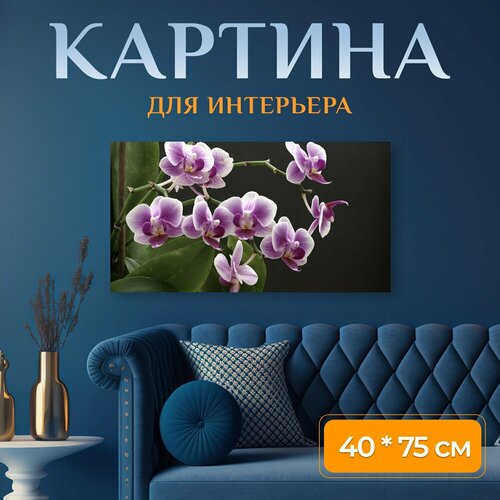 Картина на холсте "Природа, цветы, орхидеи" на подрамнике 75х40 см. для интерьера