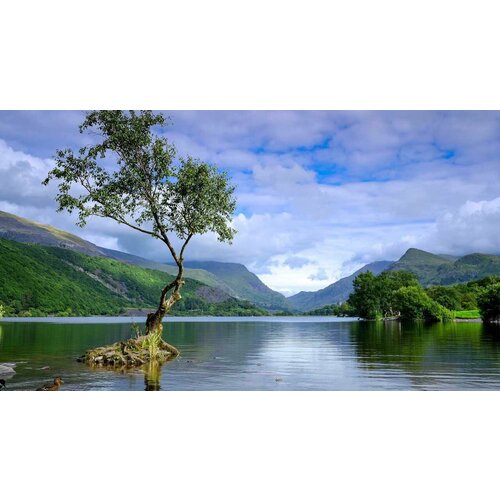 Картина на холсте 60x110 Альянс Лес "Ллин Падарн Llanberis Lonetree" на подрамнике / интерьер/ декор