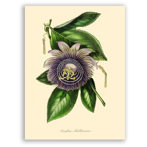Гравюра Постер на бумаге / Passiflora Middletoniana