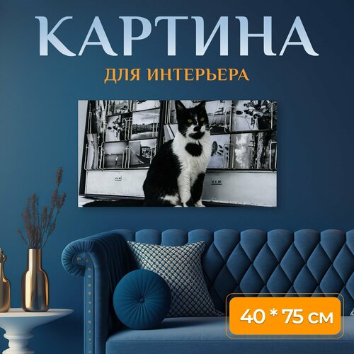 Картина на холсте "Кошка, черный и белый, открытка" на подрамнике 75х40 см. для интерьера