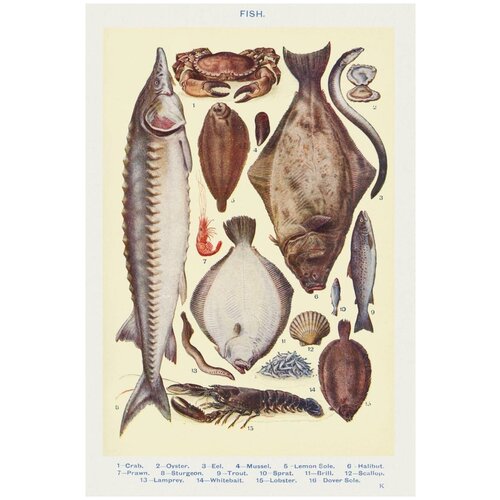 Постер / Плакат / Картина Рыбы - Морские деликатесы 40х50 см в раме