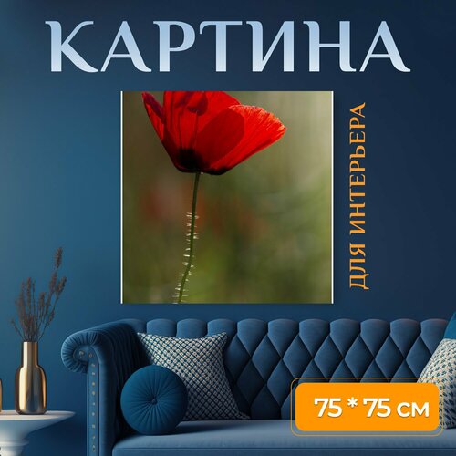 Картина на холсте "Цветок, мак, красный" на подрамнике 75х75 см. для интерьера