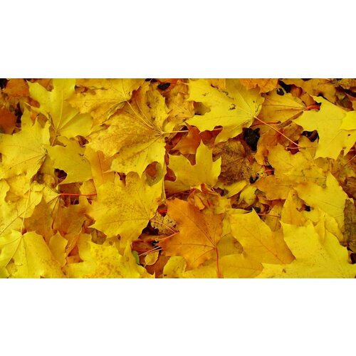 Картина на холсте 60x110 Альянс Лес "Желтый покрывало осень земля" на подрамнике / интерьер/ декор