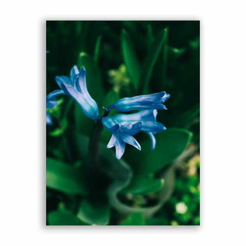 Постер цветы на бумаге / Гиацинт / Размер 60 x 80 см