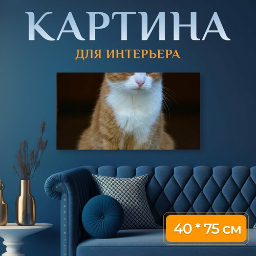 Картина на холсте "Кошка, рыжий, мех" на подрамнике 75х40 см. для интерьера