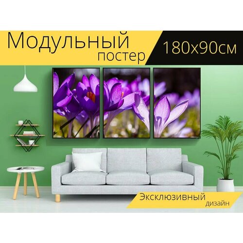 Модульный постер "Крокус, крокусы, фиолетовый" 180 x 90 см. для интерьера