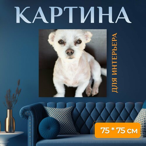 Картина на холсте "Собака, белый, небольшой" на подрамнике 75х75 см. для интерьера