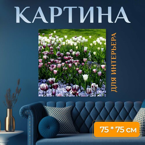 Картина на холсте "Тюльпаны, тюльпан, культивируемый тюльпан" на подрамнике 75х75 см. для интерьера