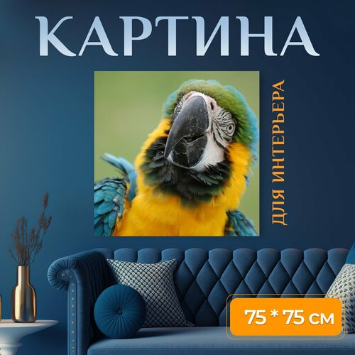 Картина на холсте "Попугай, птица, пернатый" на подрамнике 75х75 см. для интерьера