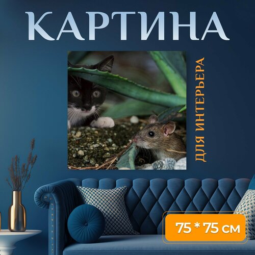 Картина на холсте "Кац, мышь, животное" на подрамнике 75х75 см. для интерьера