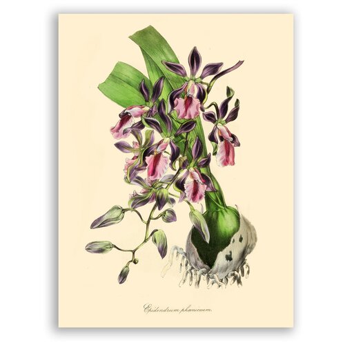 Гравюра Постер на бумаге / Epidendrum Phoeniceum