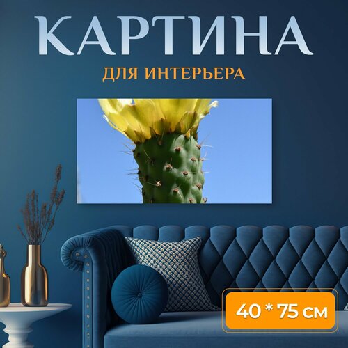 Картина на холсте "Кактус, цвести, завод" на подрамнике 75х40 см. для интерьера