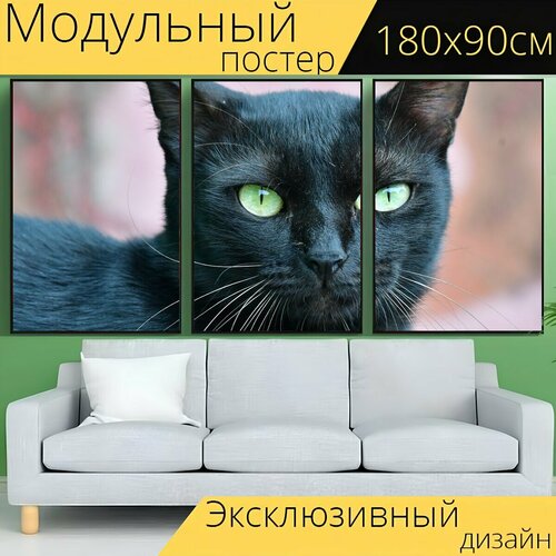 Модульный постер "Черный кот, пушистый, глаза" 180 x 90 см. для интерьера