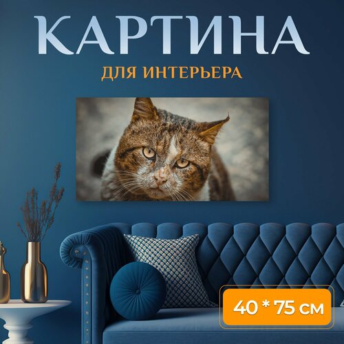 Картина на холсте "Млекопитающих, кошка, животные" на подрамнике 75х40 см. для интерьера