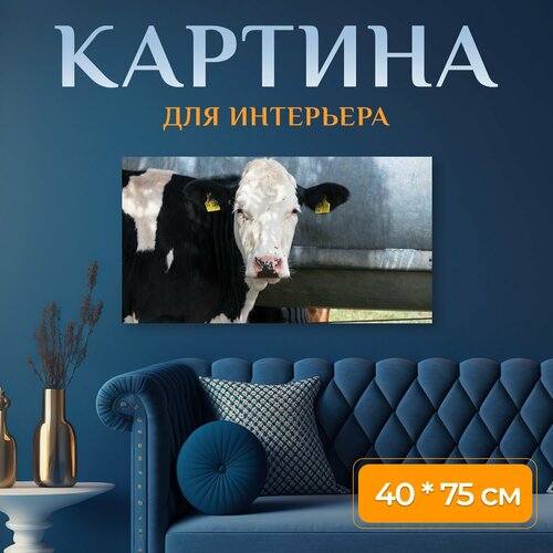 Картина на холсте "Корова, смотреть, говядина" на подрамнике 75х40 см. для интерьера
