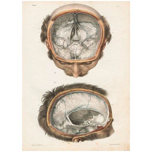 Постер / Плакат / Картина Анатомия - Строение твердой оболочки мозга человека 50х70 см в подарочном тубусе