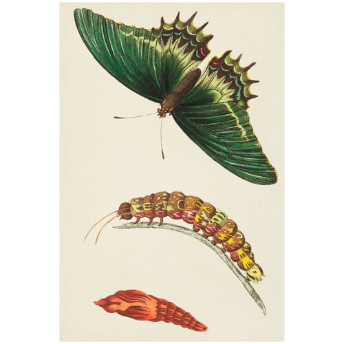 Постер / Плакат / Картина Бабочки - Зеленая бабочка и разноцветная гусеница 50х70 см в подарочном тубусе