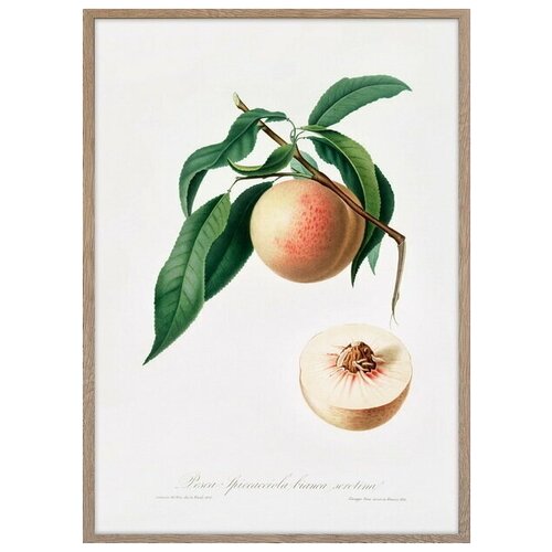 Плакат, постер на бумаге Ветвь с персиком. Ботанические иллюстрации, ботанические рисунки, ботанические принты. В винтажном стиле. Размер 30 х 42 см