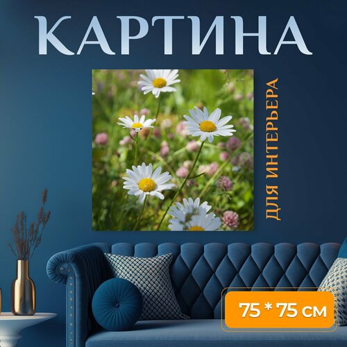 Картина на холсте "Ромашка, цветок, природа" на подрамнике 75х75 см. для интерьера