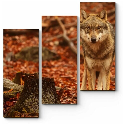 Модульная картина Волк в осеннем лесу 70x75