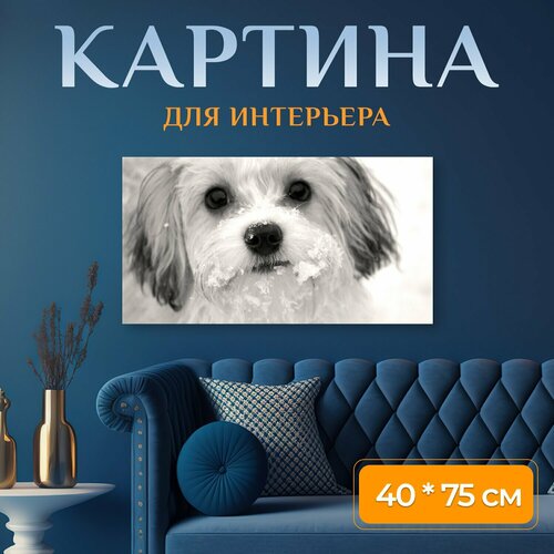 Картина на холсте "Собака, домашний питомец, портрет" на подрамнике 75х40 см. для интерьера