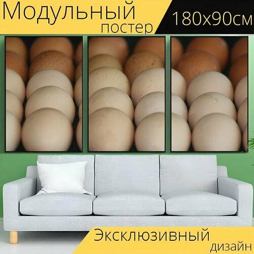 Модульный постер "Яйца, свежий, естественный" 180 x 90 см. для интерьера