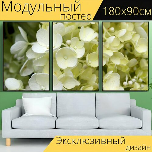 Модульный постер "Гортензия, цветок, белые цветы" 180 x 90 см. для интерьера