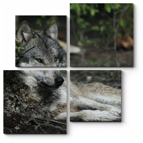 Модульная картина Волк отдыхает в лесу 160x160
